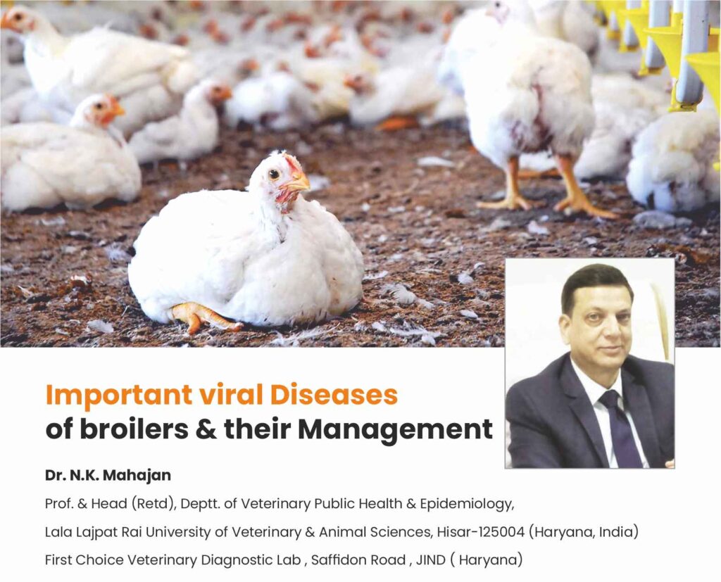 Important viral Diseases of Broilers & their Management – Vprint Infotech