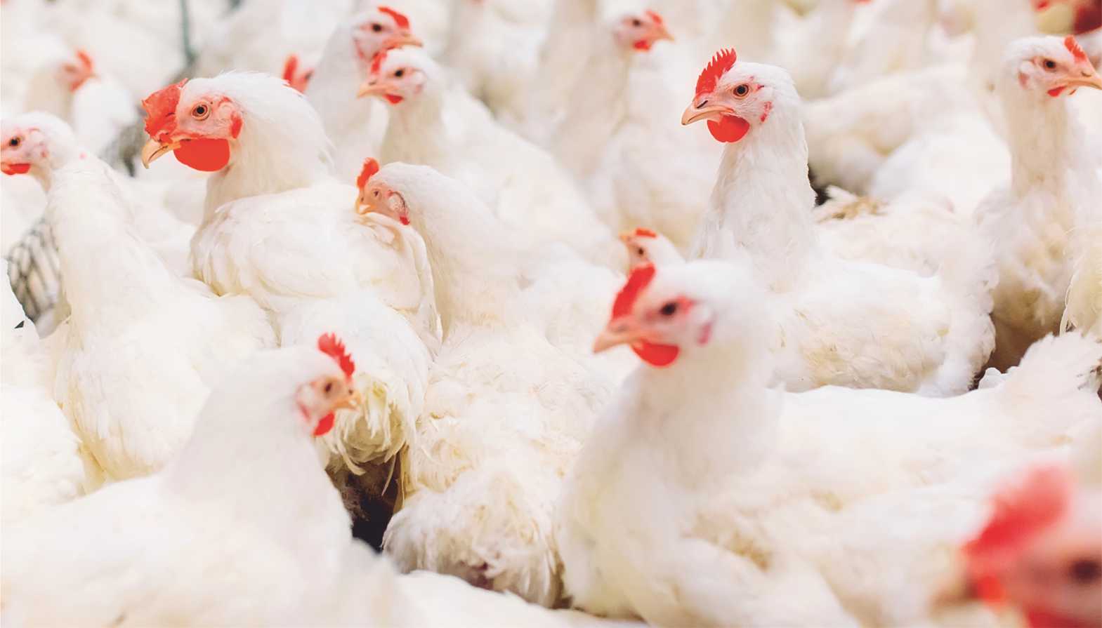 Emerging Trends in Poultry Production in India – Vprint Infotech