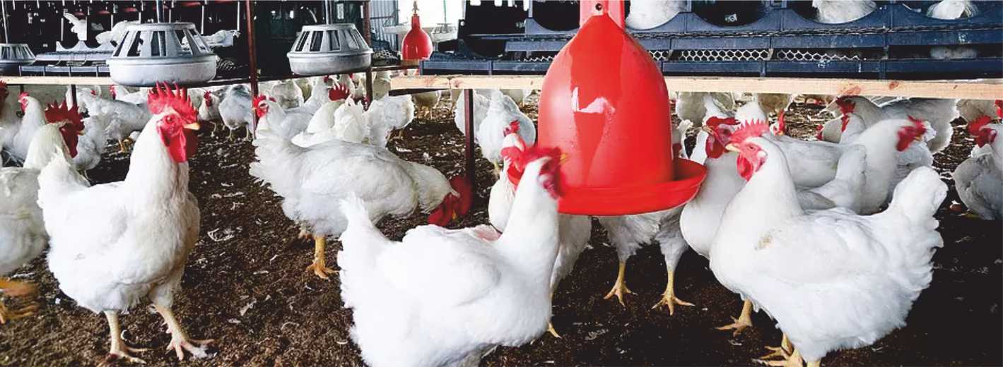 Water Hygiene Challenges and Management in Commercial Poultry Farming ...