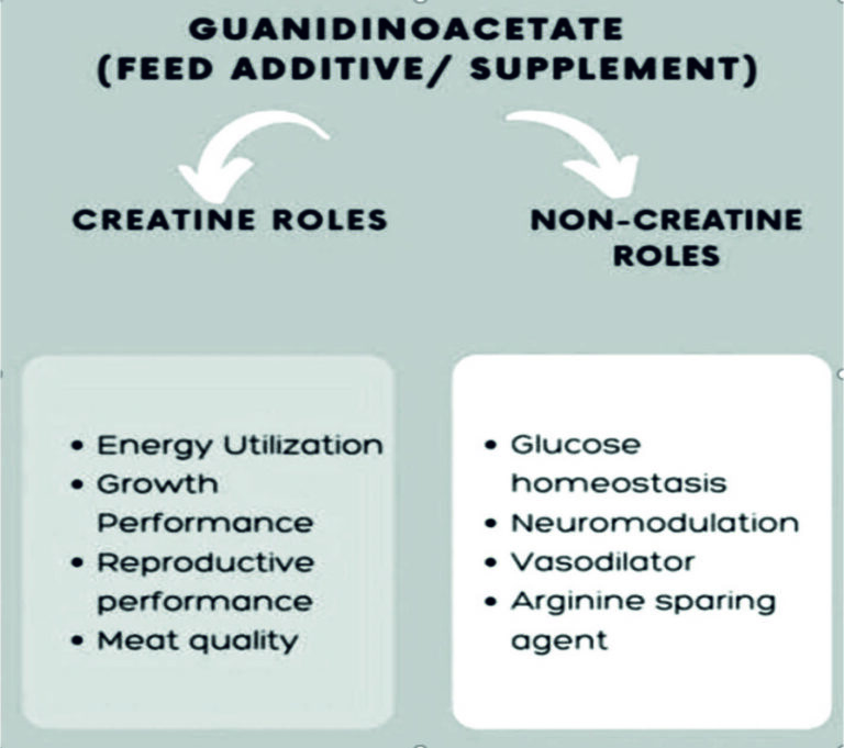 Guanidinoacetic Acid (GAA) Supplementation: For A Healthy Early Start ...